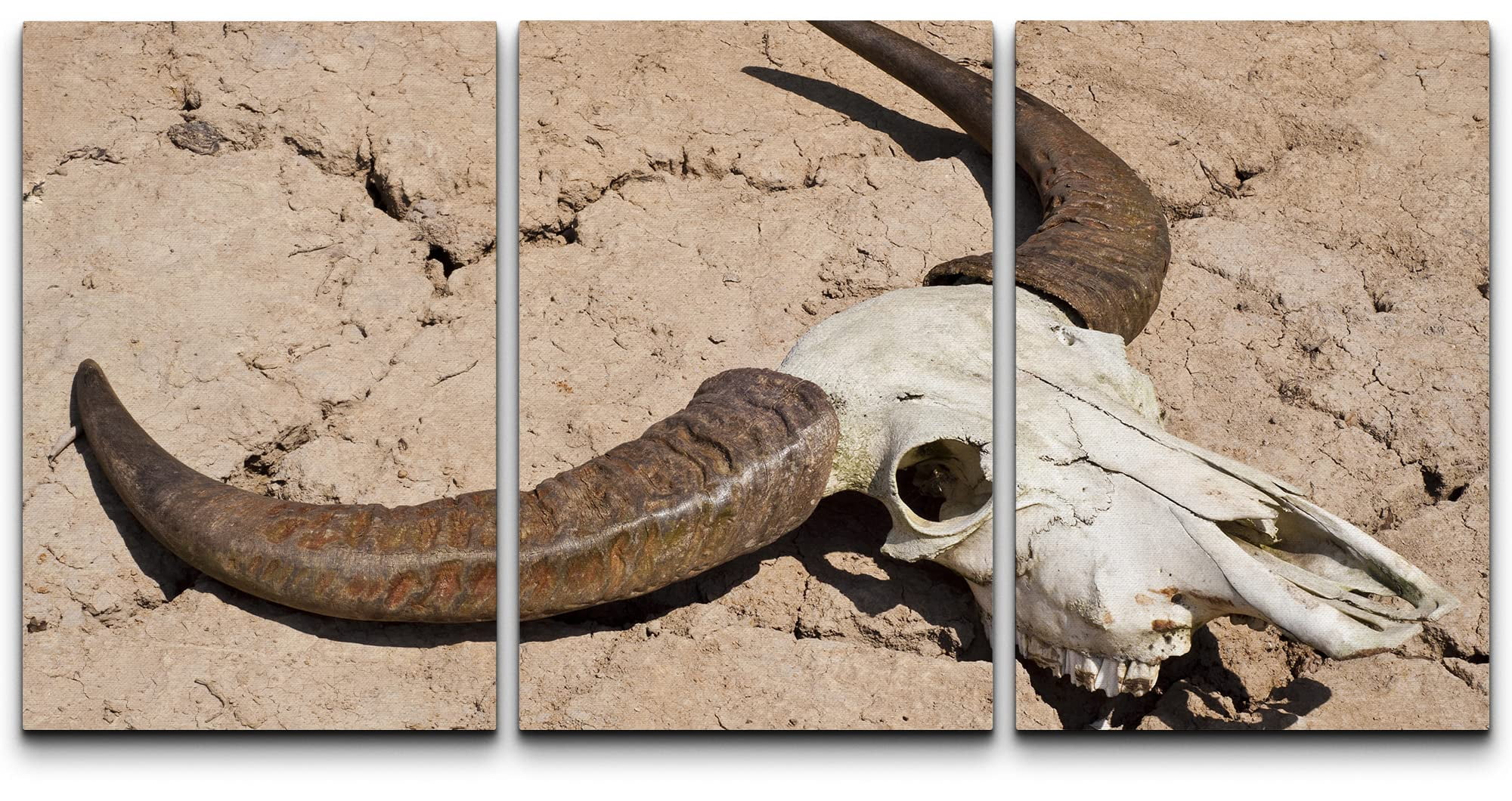 wall26 Canvas Print Wall Art Buffalo Skull in Death Valley, California ...
