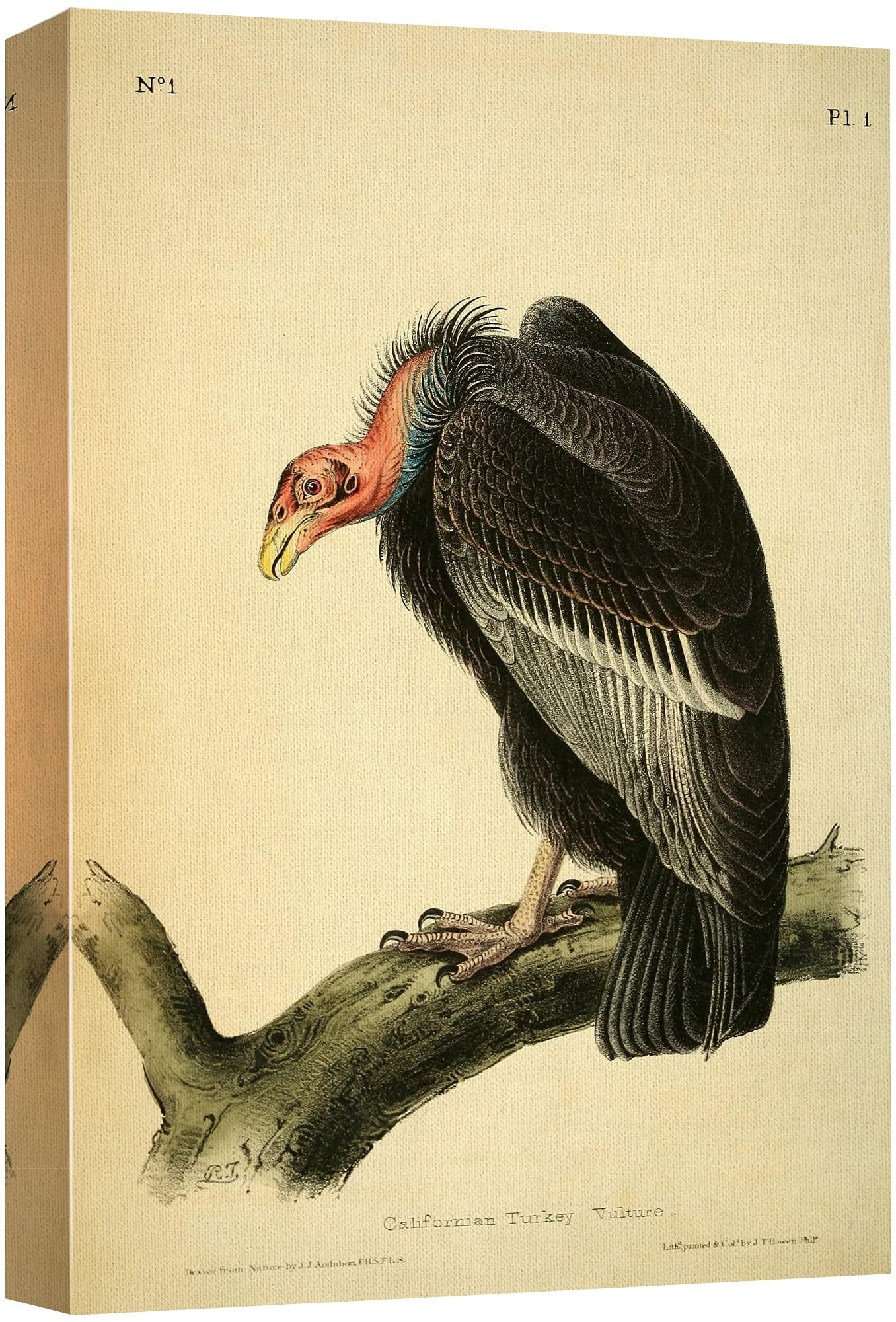 wall26 Canvas Print Wall Art California Turkey Vulture by John James ...