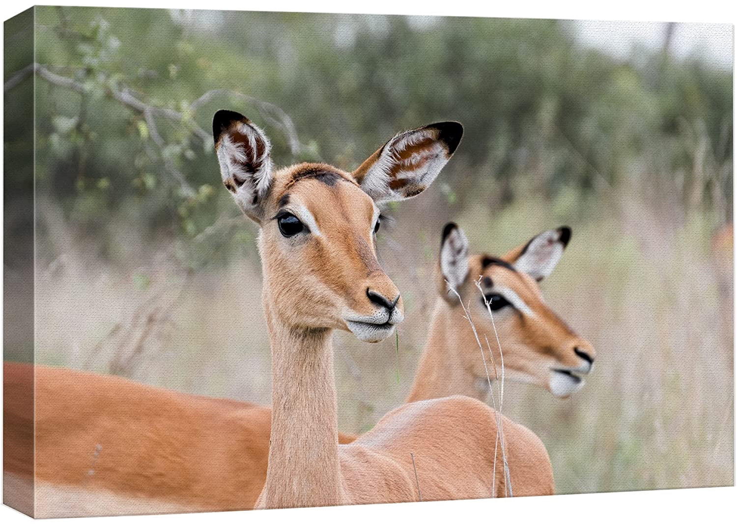 wall26 Canvas Print Wall Art East African Somalian Gerenuk Antelope Duo ...