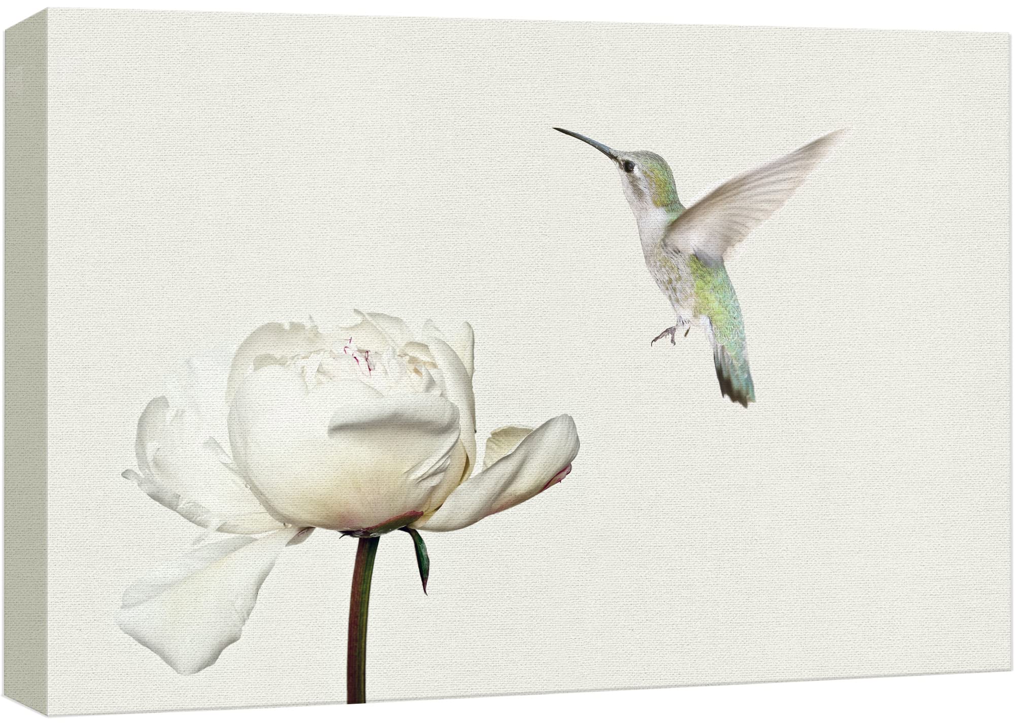 wall26 Canvas Print Wall Art Hummingbird Flies On White Carnation ...