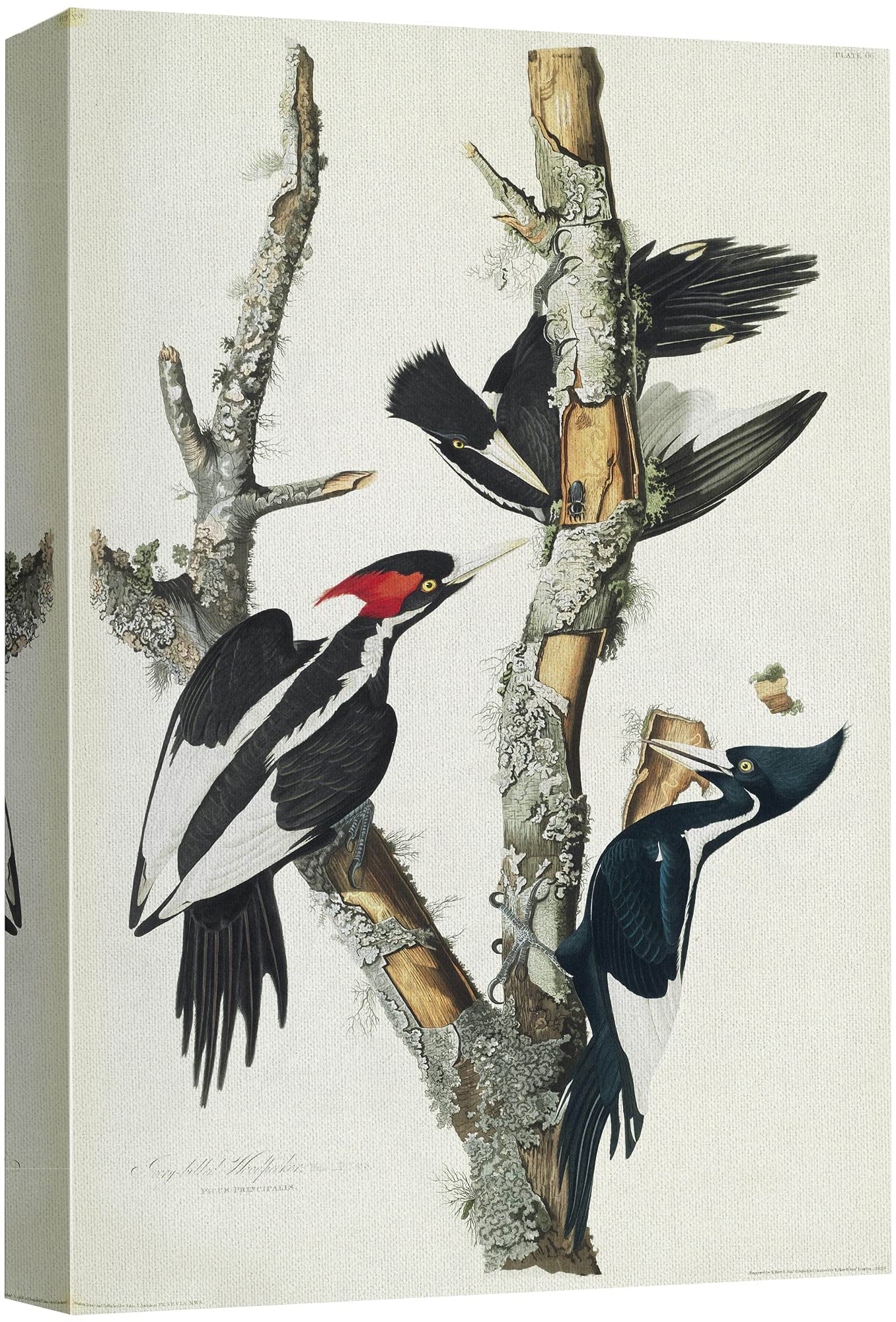 wall26 Canvas Print Wall Art Ivory-Billed Woodpecker by John James ...