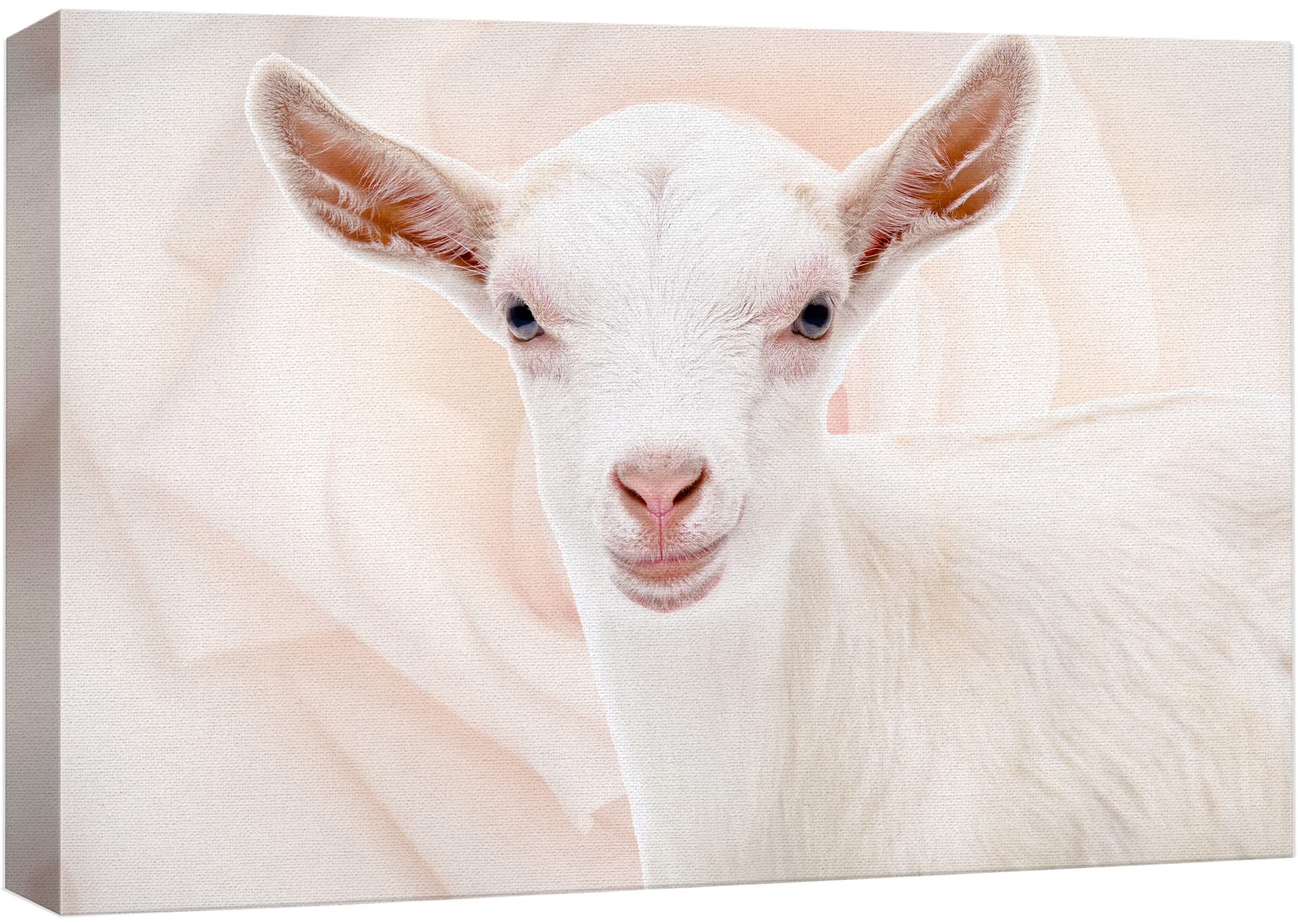 wall26 Canvas Print Wall Art Little Sheep with White Rose Flower ...