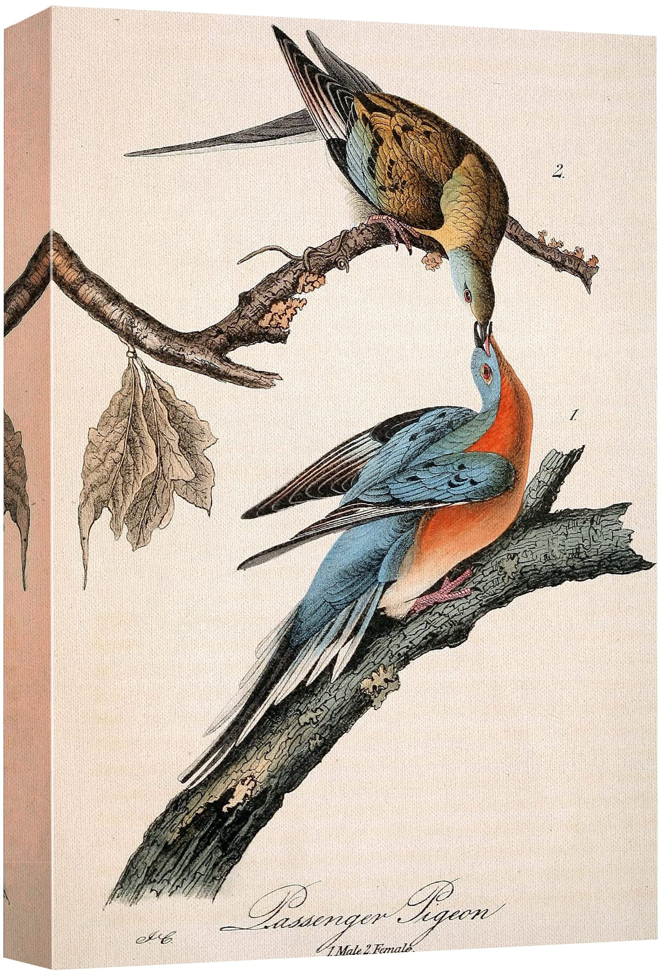 wall26 Canvas Print Wall Art Passenger Pigeons by John James Audubon ...