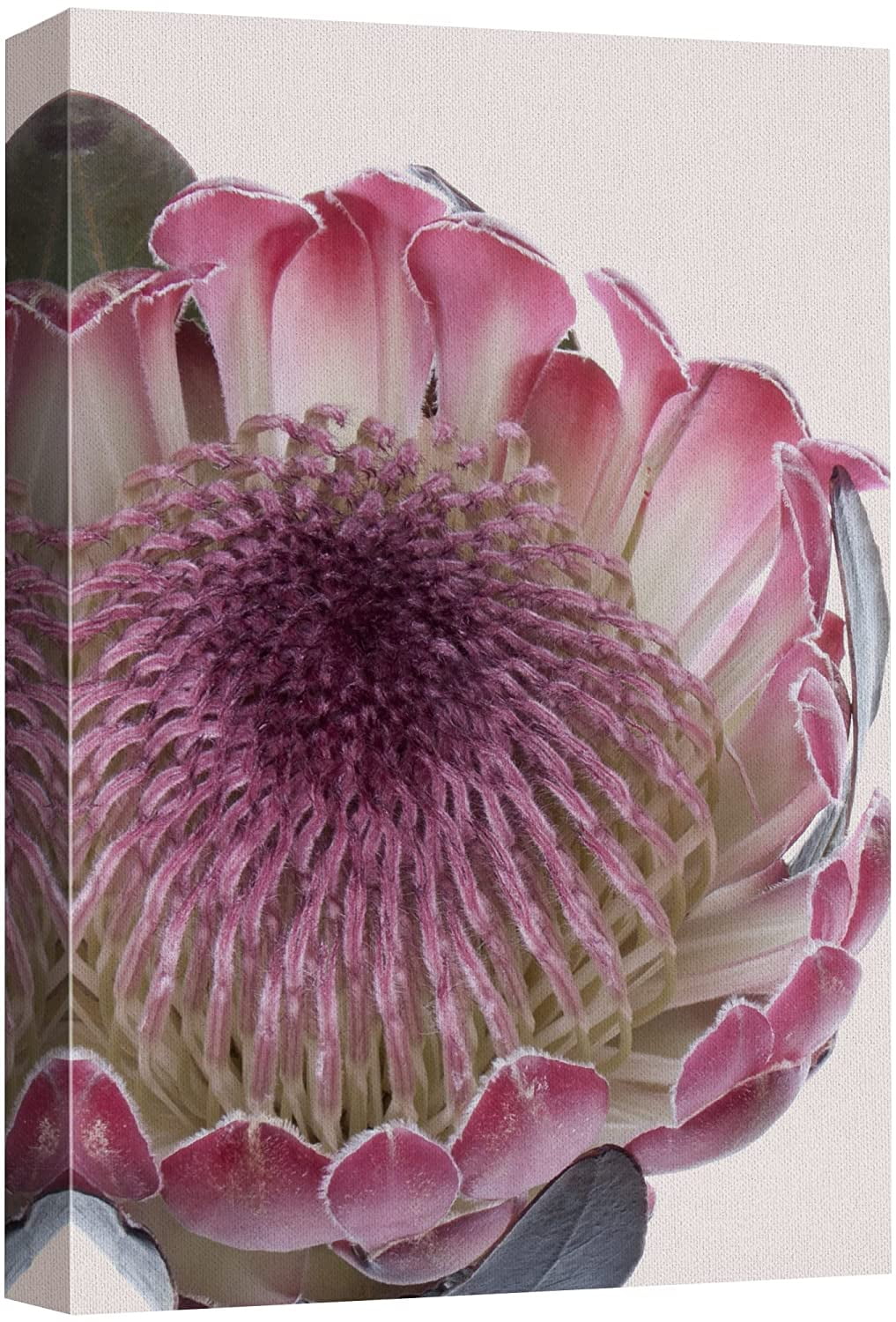 wall26 Canvas Print Wall Art Pink Tropical Southwest Desert Flower ...