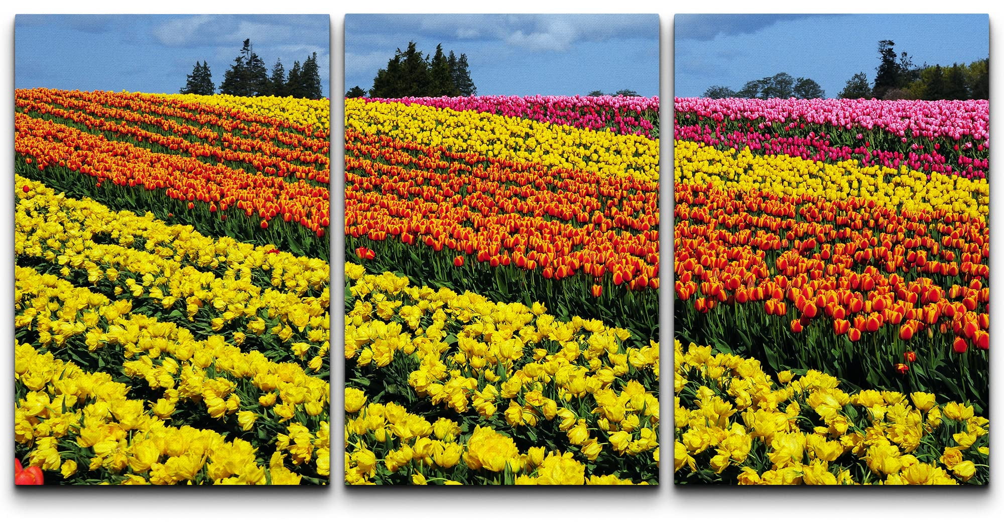 wall26 Canvas Print Wall Art Rainbow Tulip Fields in The Netherlands ...