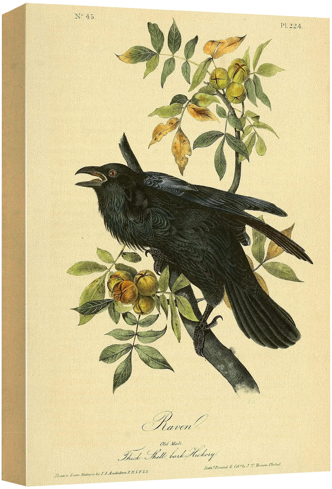 wall26 Canvas Print Wall Art Raven by John James Audubon Animals Birds ...