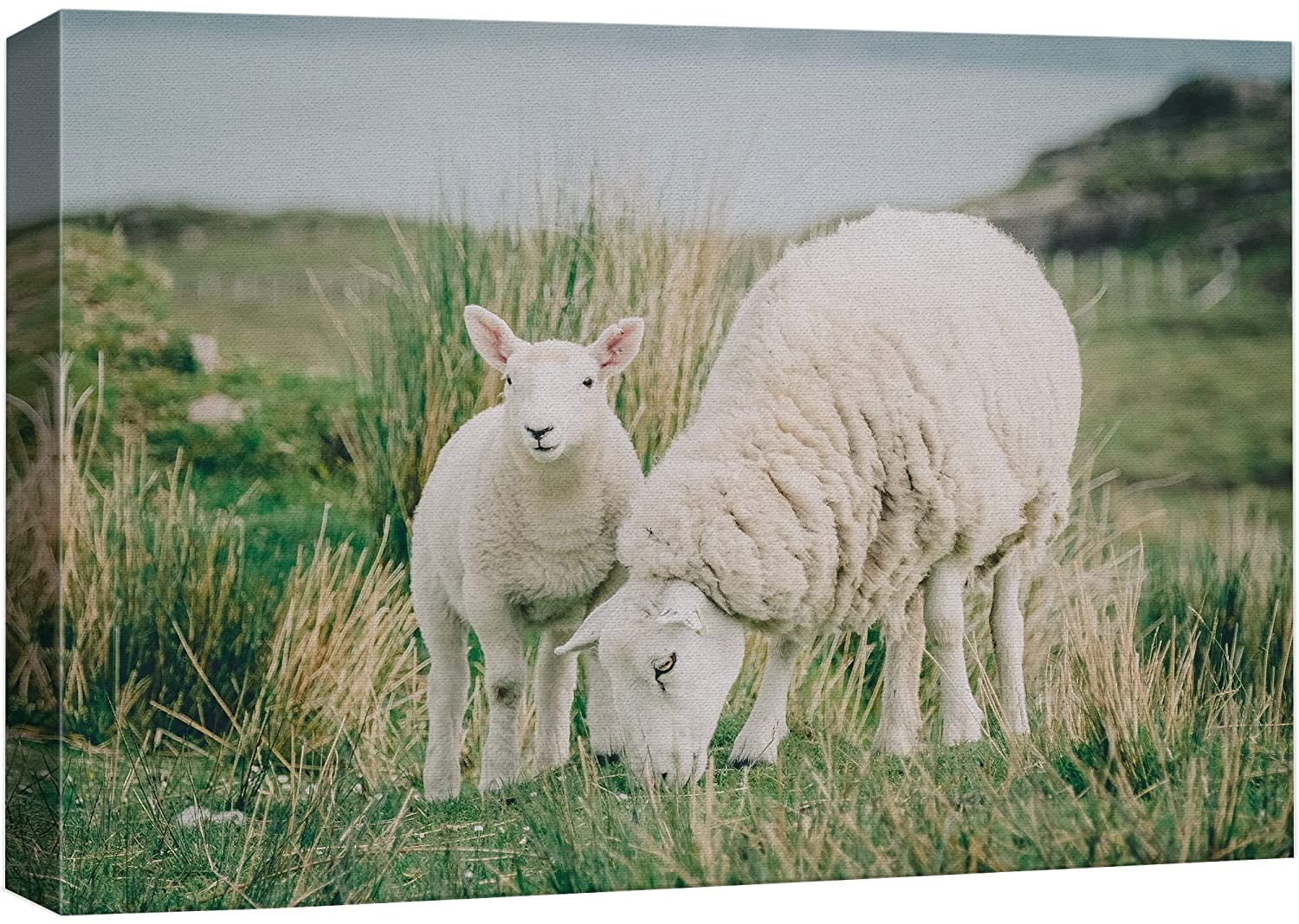 wall26 Canvas Print Wall Art Scotland Ireland Countryside Farm Sheep ...