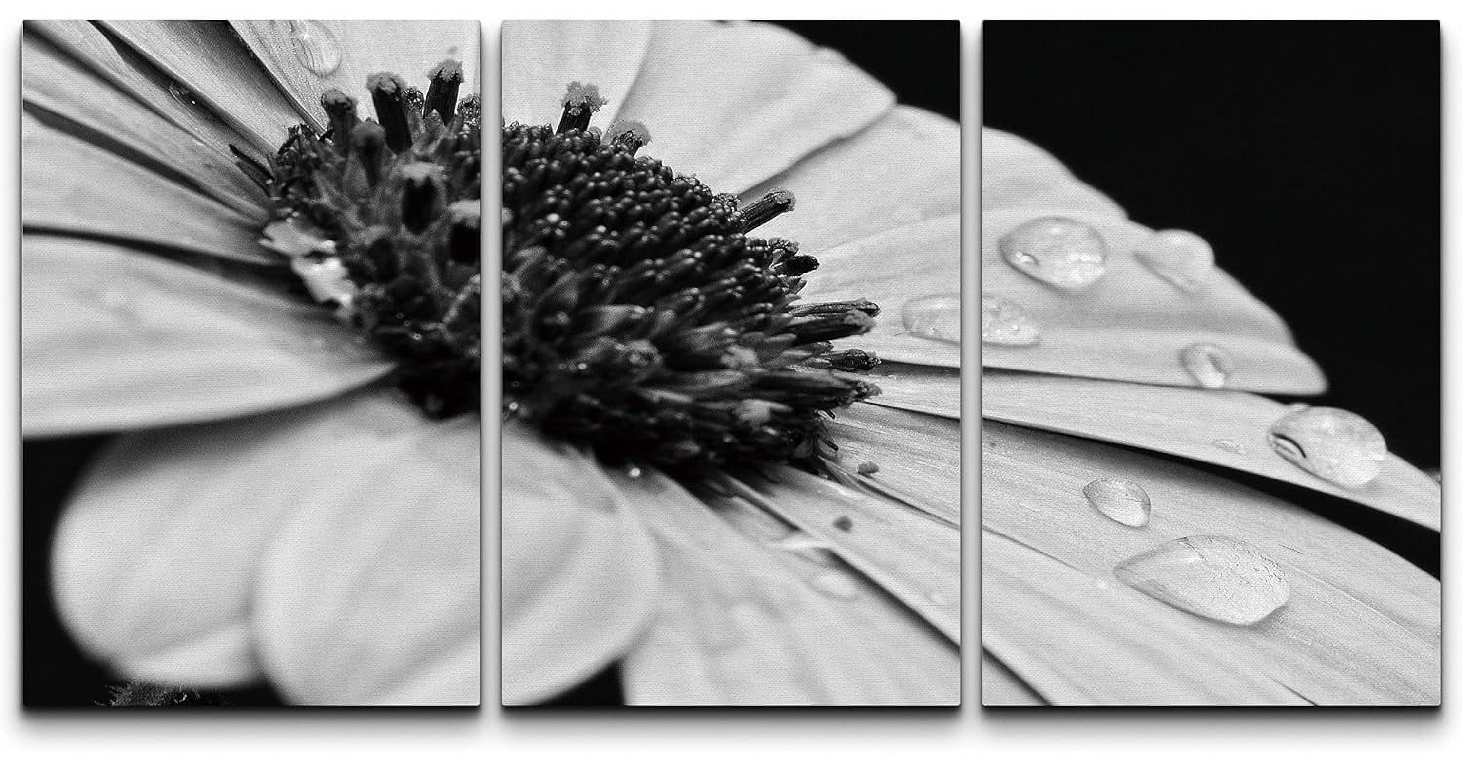 wall26 Canvas Print Wall Art Set Black & White Daisy with Dew Droplets ...