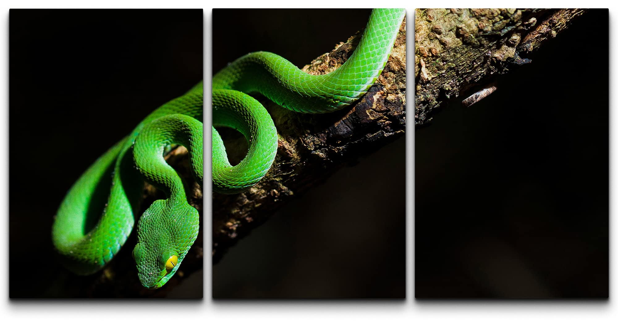 wall26 Canvas Print Wall Art Set Green Garden Snake Python on Tree ...