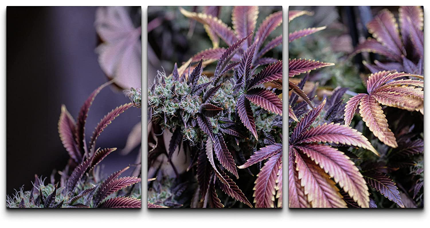 wall26 Canvas Print Wall Art Set Purple Leaf Marijuana Cannabis Weed ...