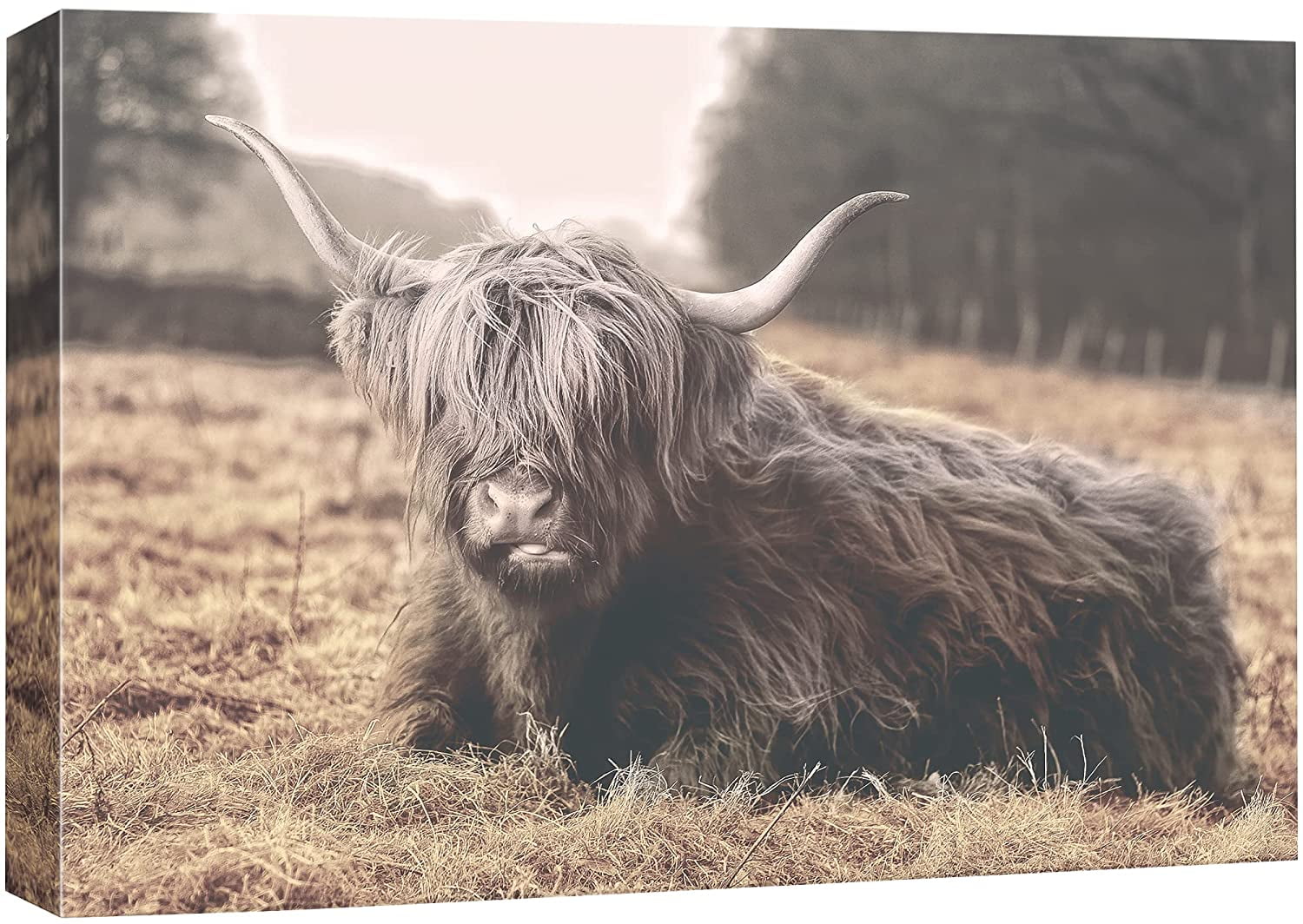wall26 Canvas Print Wall Art Shaggy Brown Ox Laying in Farm Field ...