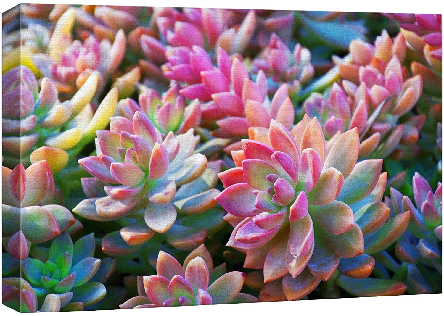wall26 Canvas Print Wall Art Tricolor Mini Haworthia Succulent Cactus Nature Floral Photography ...