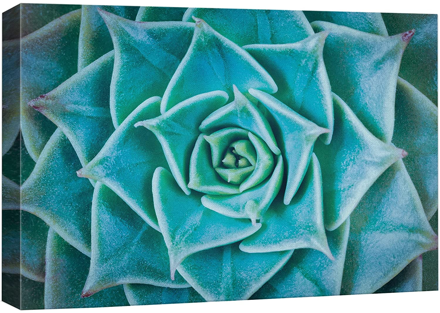 wall26 Canvas Print Wall Art Vibrant Blue Green Haworthia Succulent ...