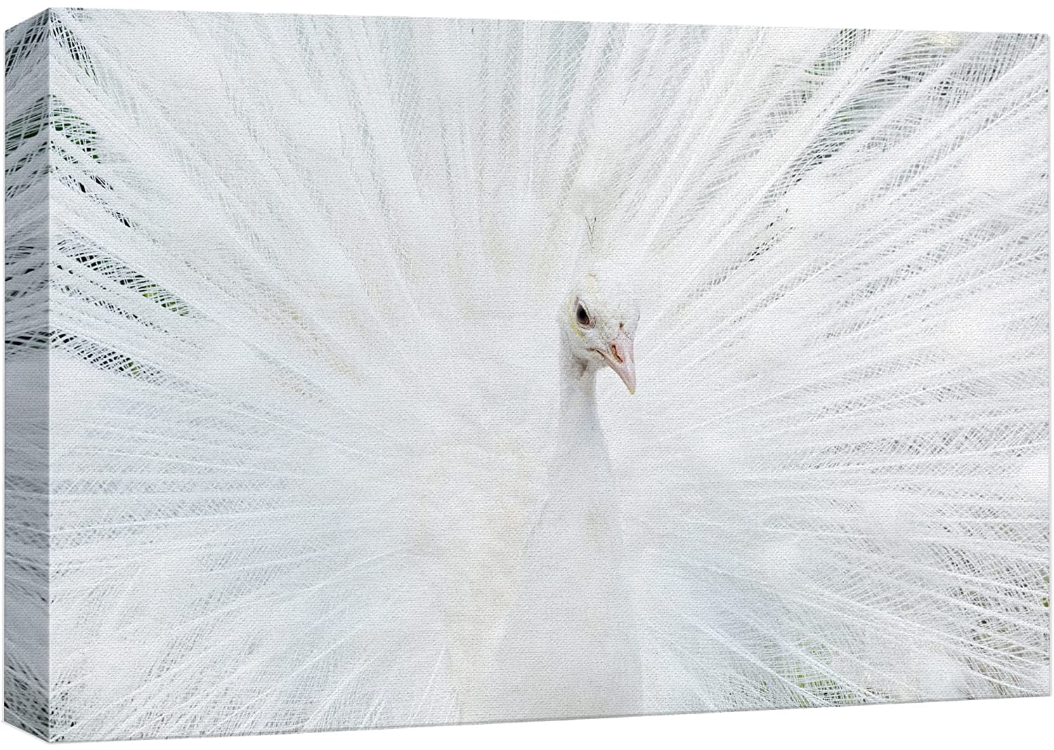 wall26 Canvas Print Wall Art Vibrant Bright White Peacock Bird Feathers ...