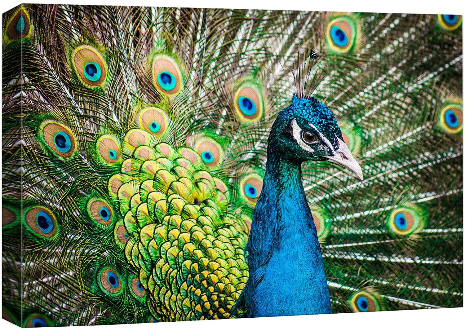 wall26 Canvas Print Wall Art Vibrant Teal Emerald Peacock Bird Feathers ...