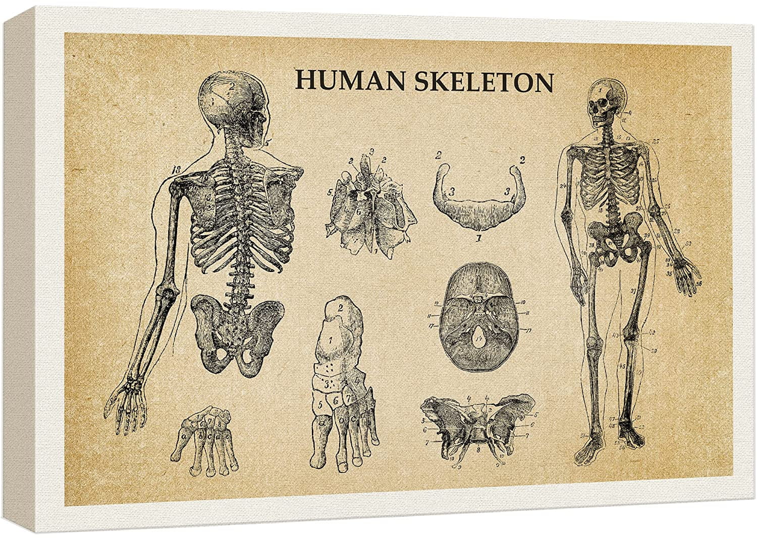 wall26 Canvas Print Wall Art Vintage Retro Duotone Skeleton Chart ...