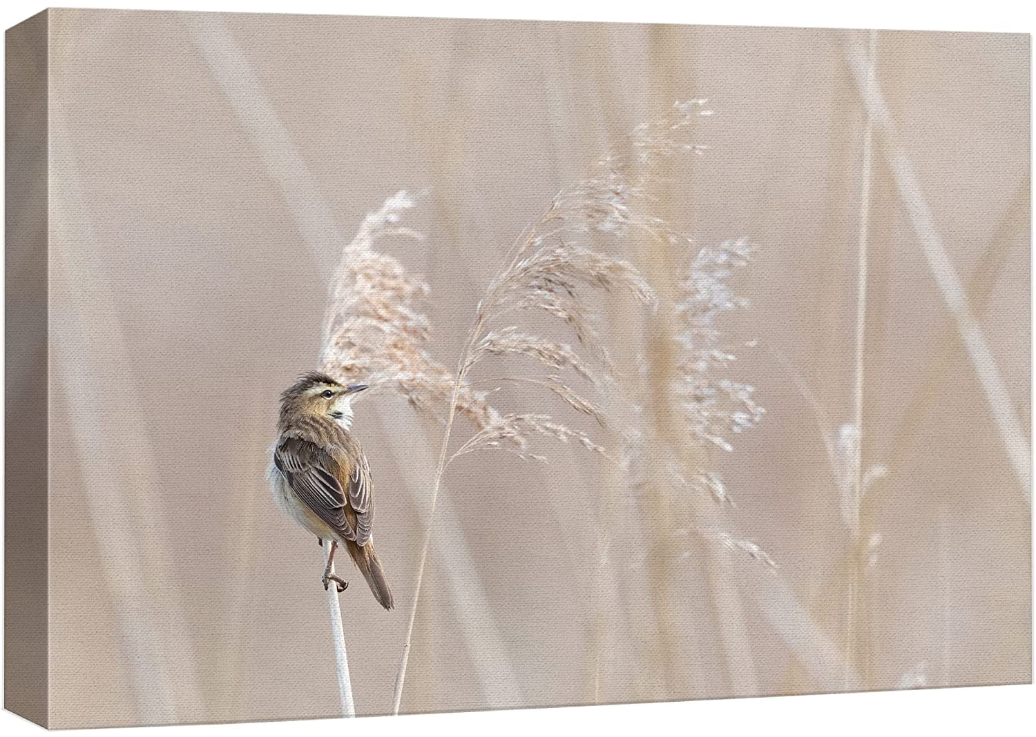 wall26 Canvas Print Wall Art Wheatfield Grain Close Up Bird Portrait ...