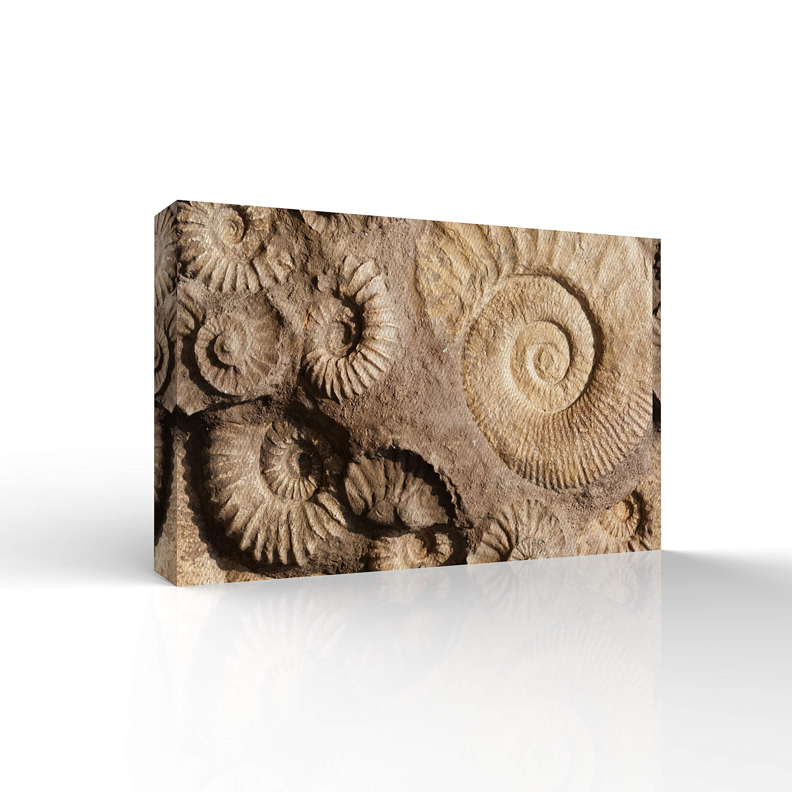 wall26 - Canvas Wall Art - Animal Fossil Office Poster Prints - Modern ...