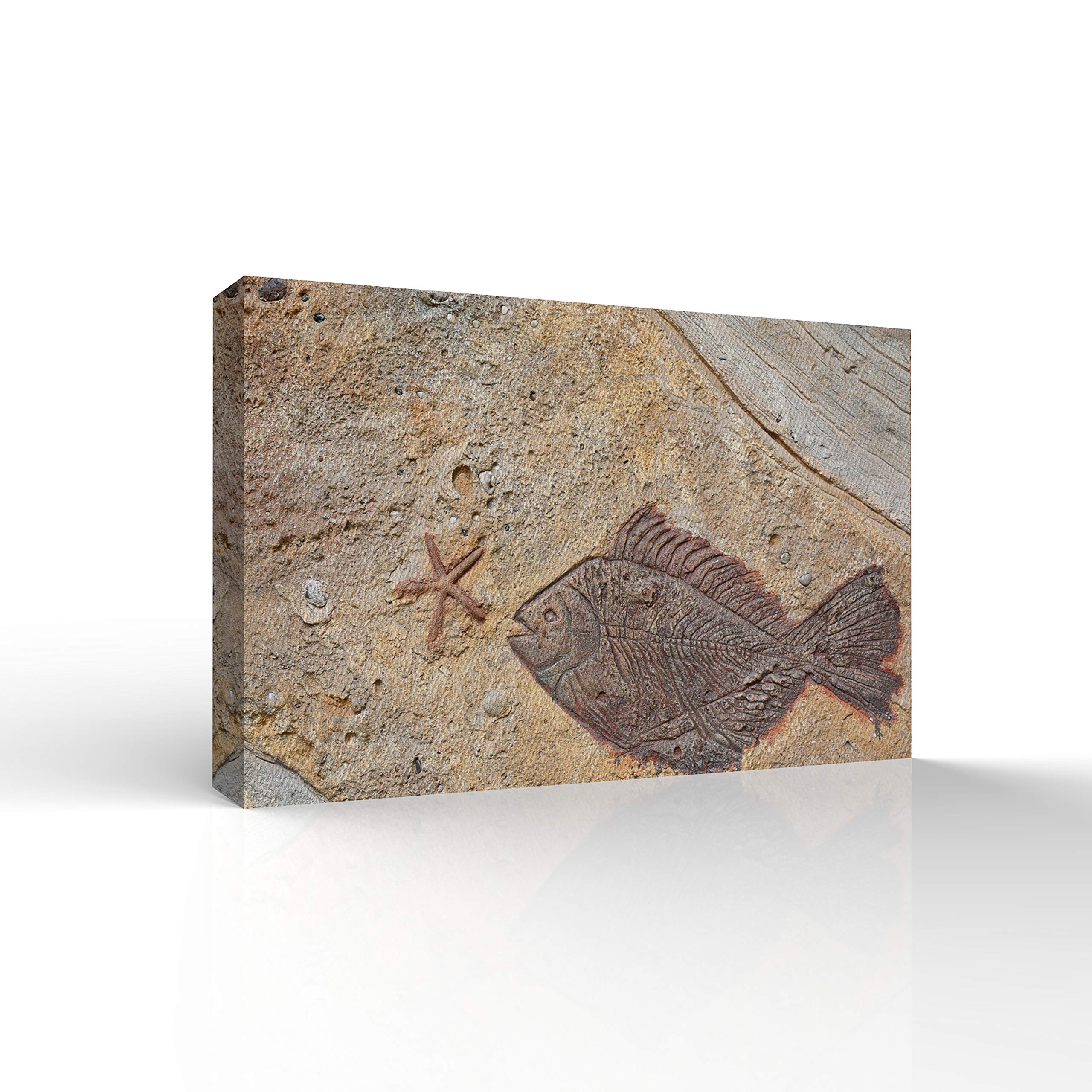 wall26 - Canvas Wall Art - Animal Fossil Office Poster Prints - Modern ...