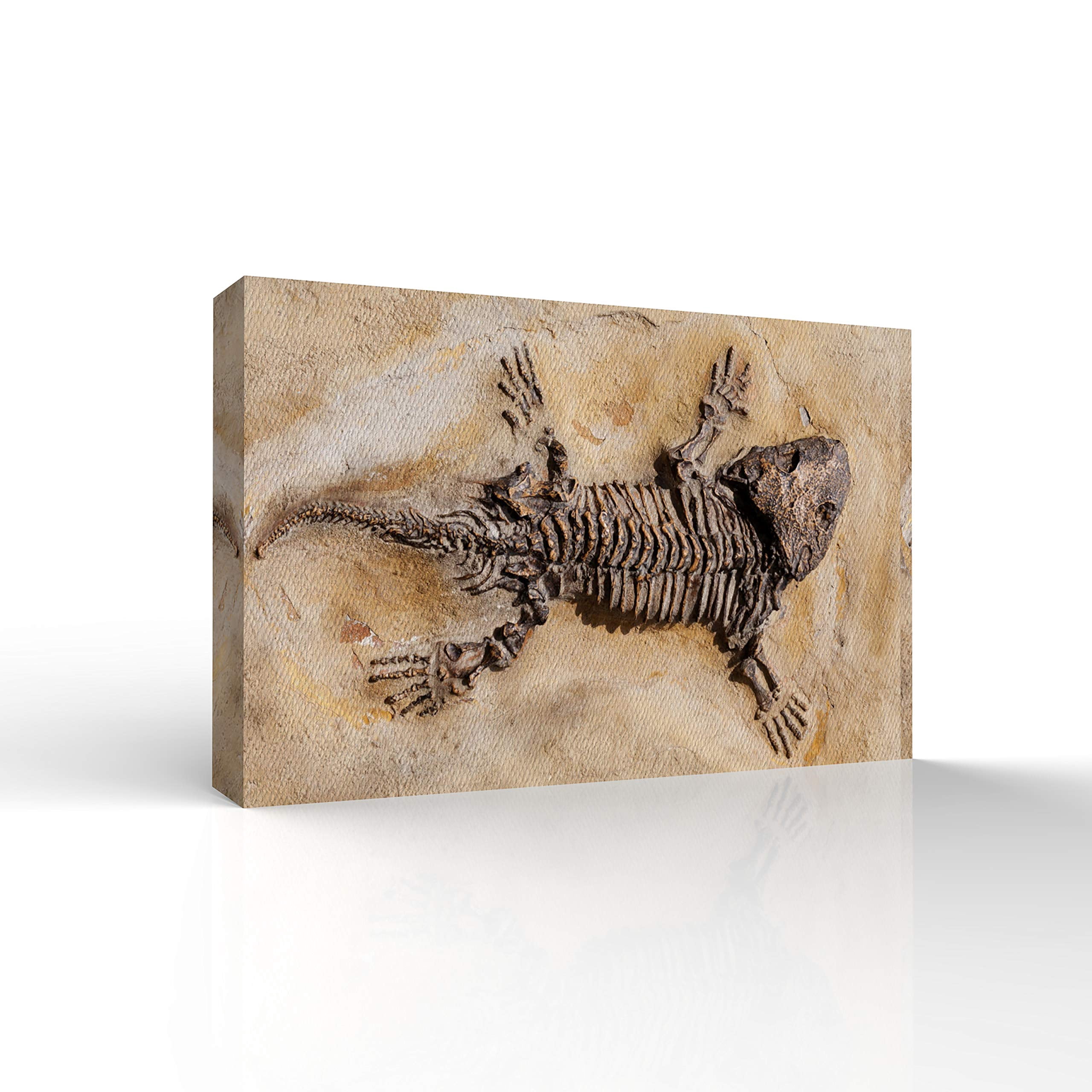 wall26 - Canvas Wall Art - Reptile Fossil - Living Room Modern Home Art ...