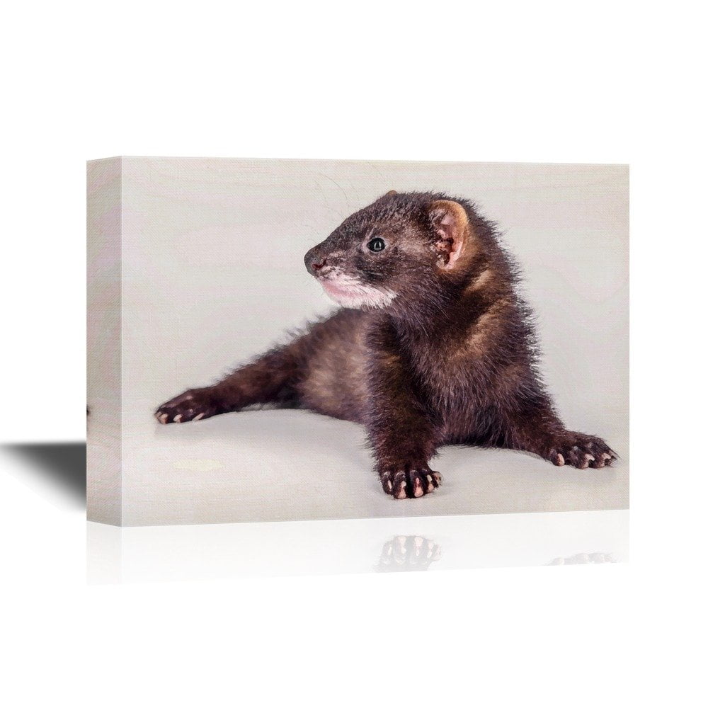 wall26 - Canvas Wall Art - Small Animal Rodent Ferret - Gallery Wrap ...