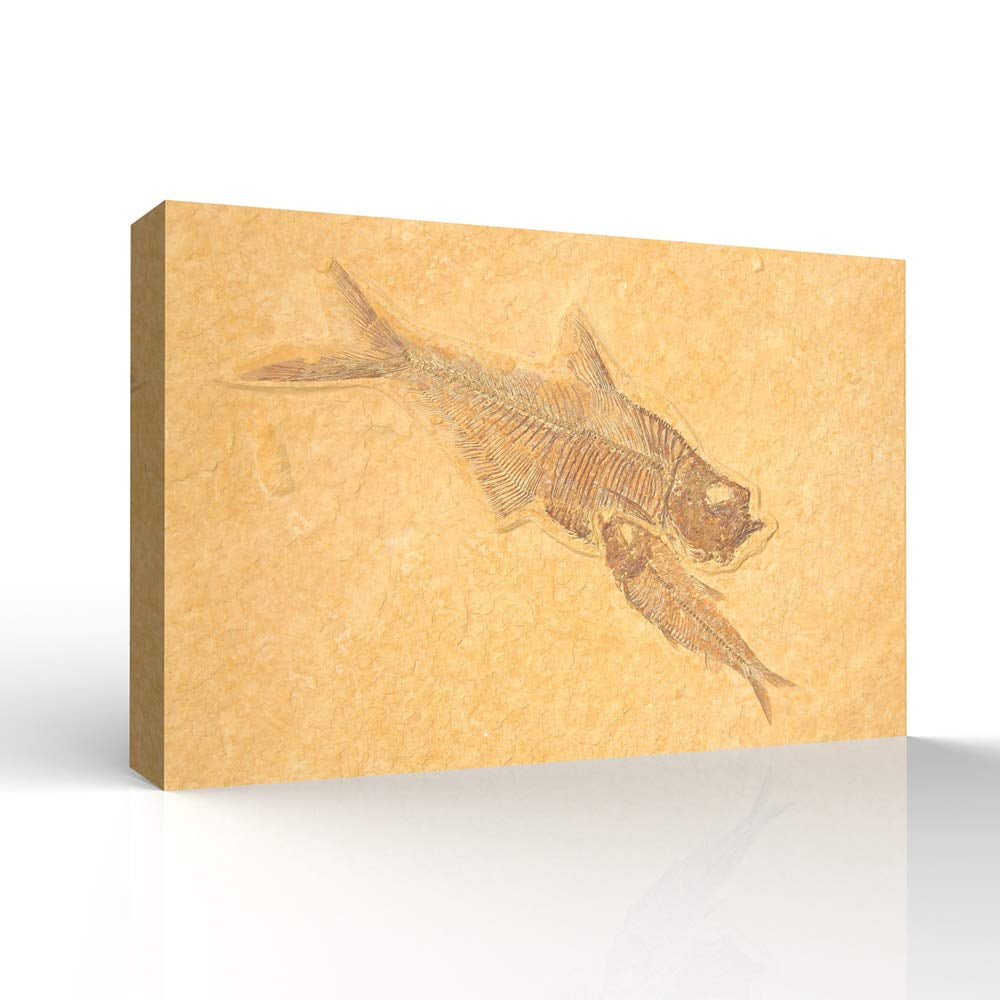 wall26 - Canvas Wall Art - Vintage Animal Fish Fossil Living Room ...