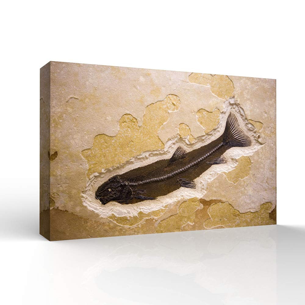 wall26 - Canvas Wall Art - Vintage Animal Fish Fossil Living Room ...