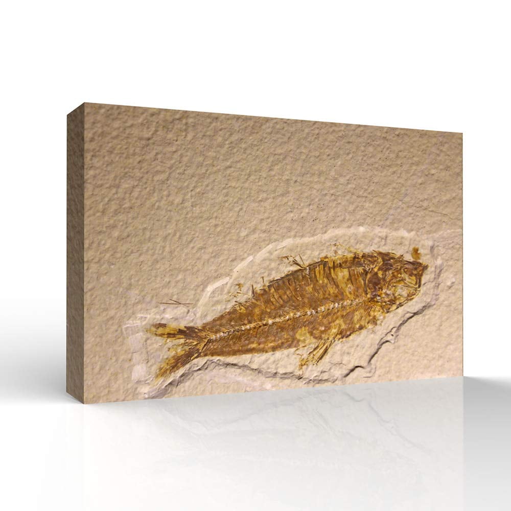 wall26 - Canvas Wall Art - Vintage Animal Fish Fossil Living Room ...