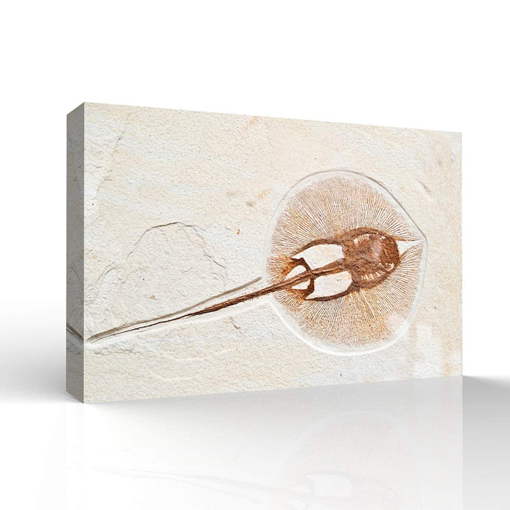 wall26 - Canvas Wall Art - Vintage Animal Fish Fossil Living Room ...