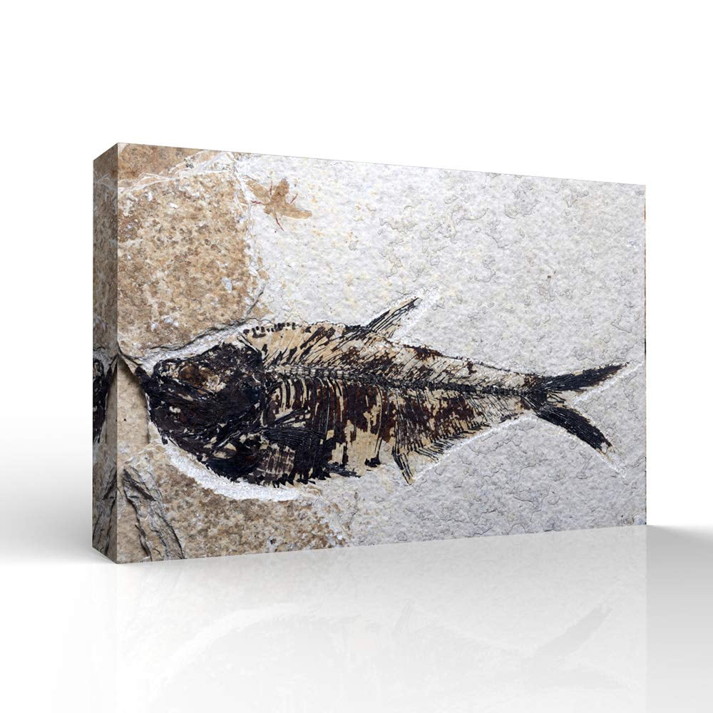 wall26 - Canvas Wall Art - Vintage Animal Fish Fossil Living Room ...