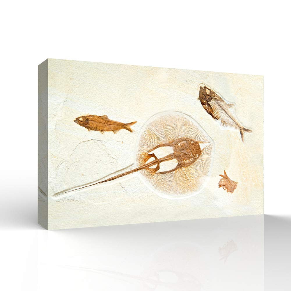 wall26 - Canvas Wall Art - Vintage Animal Fish Fossil Living Room ...