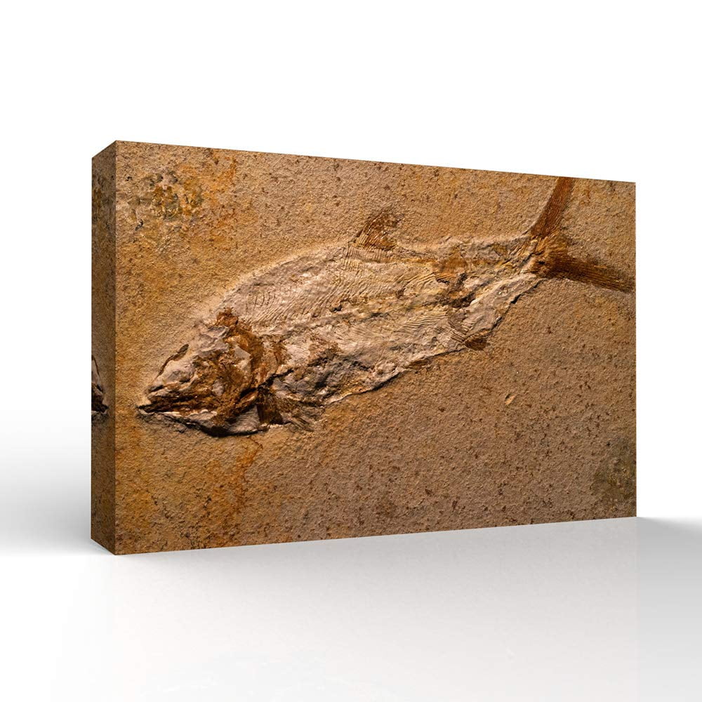 wall26 - Canvas Wall Art - Vintage Animal Fish Fossil Living Room ...