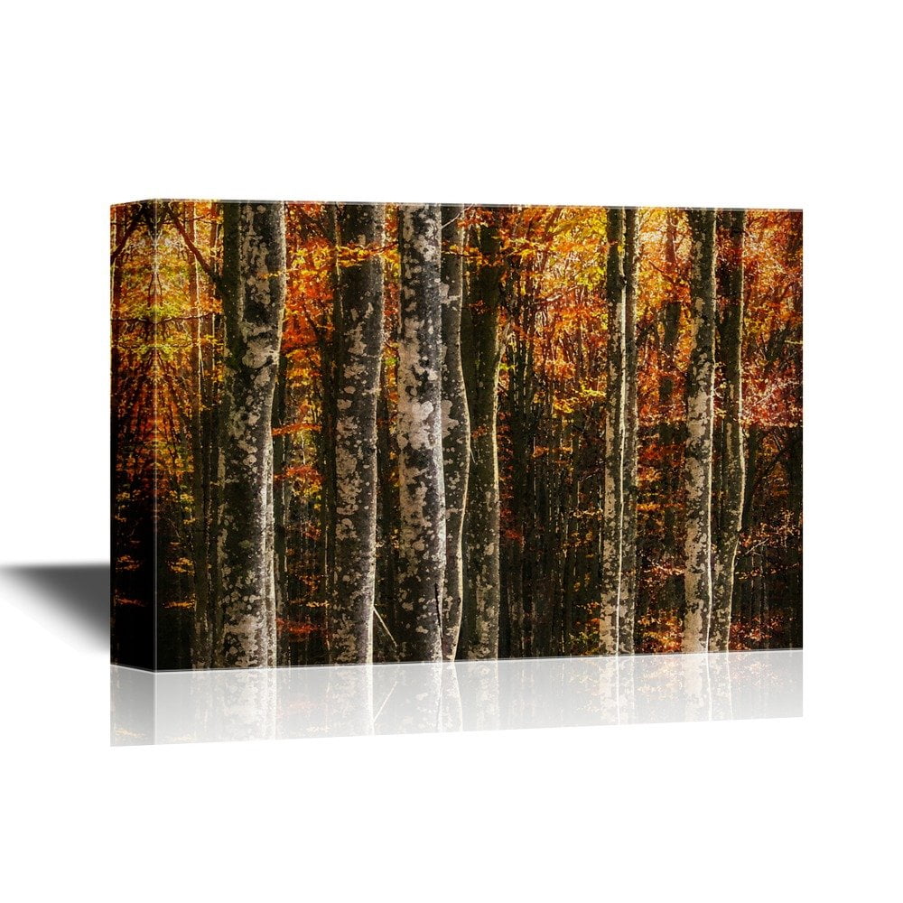 wall26 - Forest Canvas Wall Art - Beech Trees in Autumn - Gallery Wrap ...