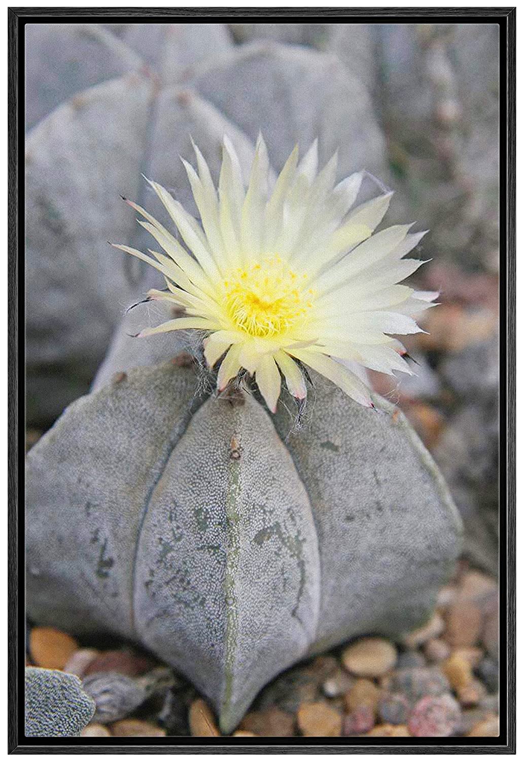 wall26 Framed Canvas Print Wall Art Blooming Yellow Daisy Flower Cactus ...