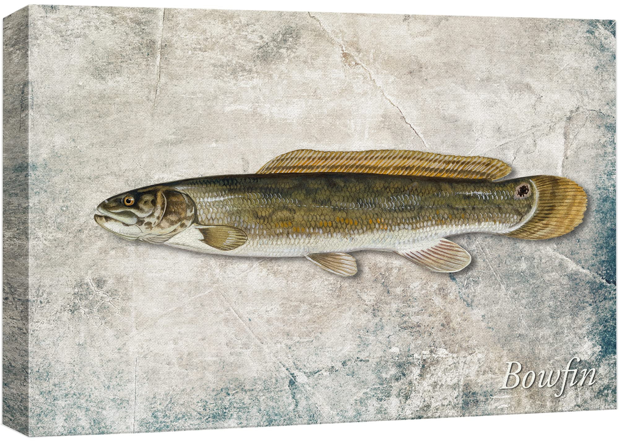 wall26 Framed Canvas Print Wall Art Bowfin Fish on Granite Background ...