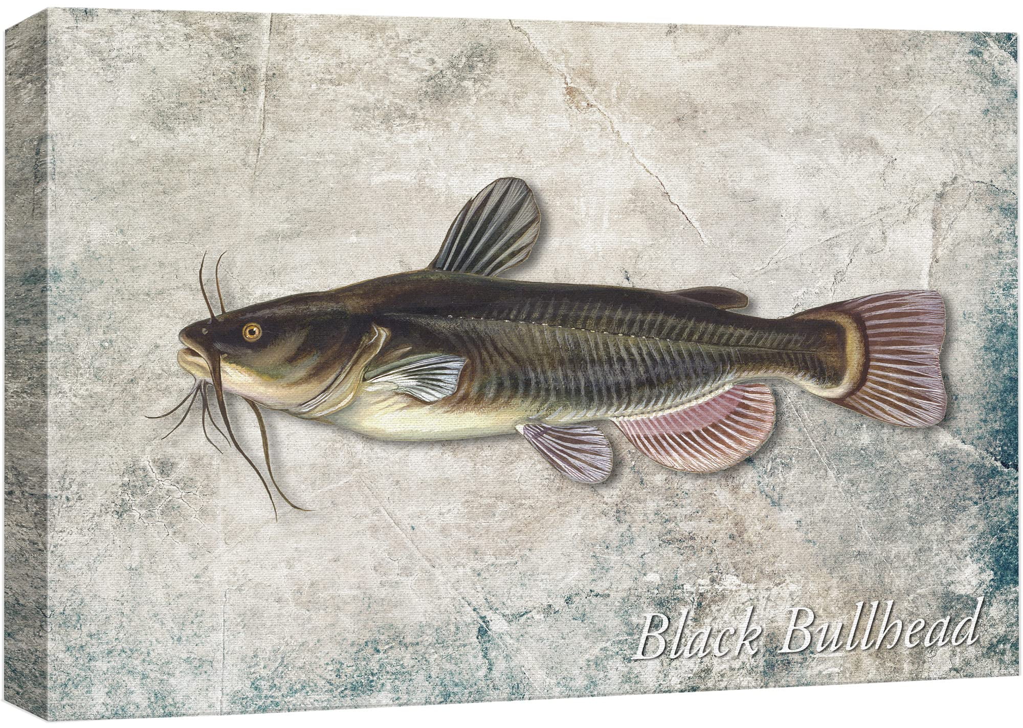 wall26 Framed Canvas Print Wall Art Bullhead Fish on Granite Background ...