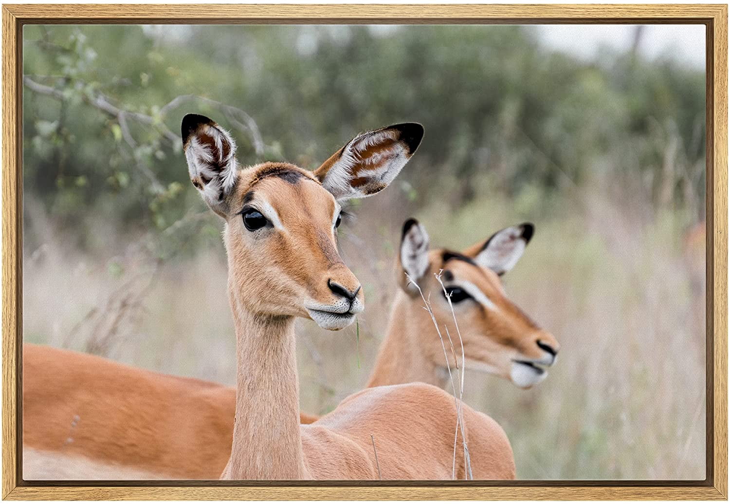 wall26 Framed Canvas Print Wall Art East African Somalian Gerenuk ...