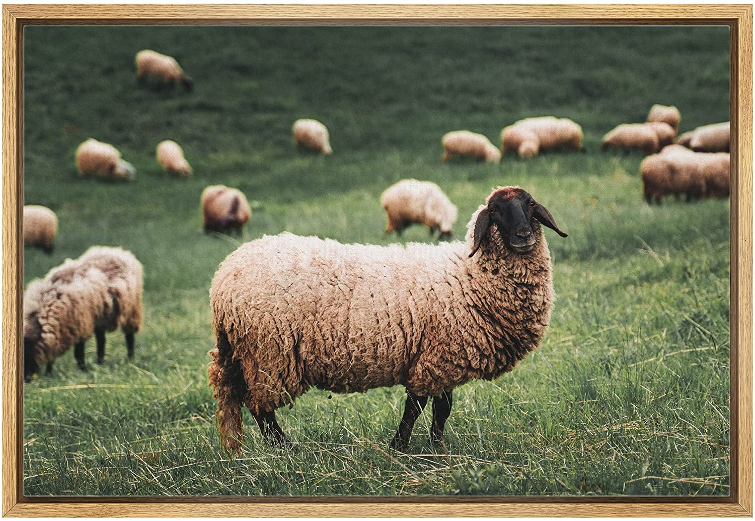 wall26 Framed Canvas Print Wall Art Ireland Scotland Sheep Countryside ...