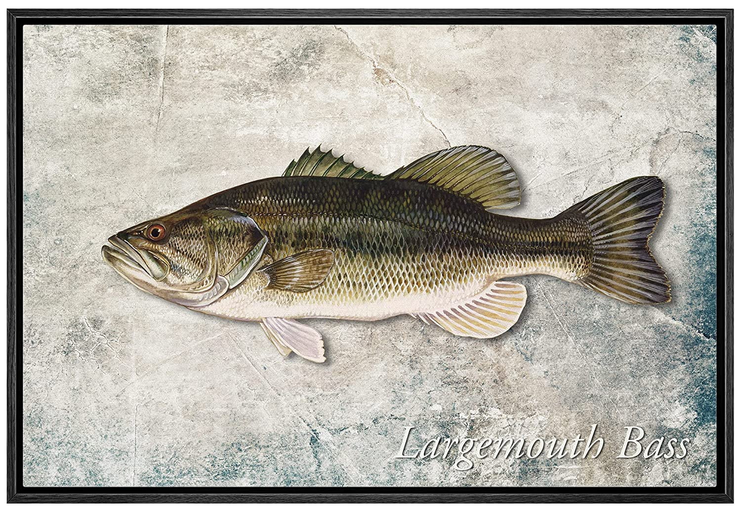 Bass Fish Backgrounds
