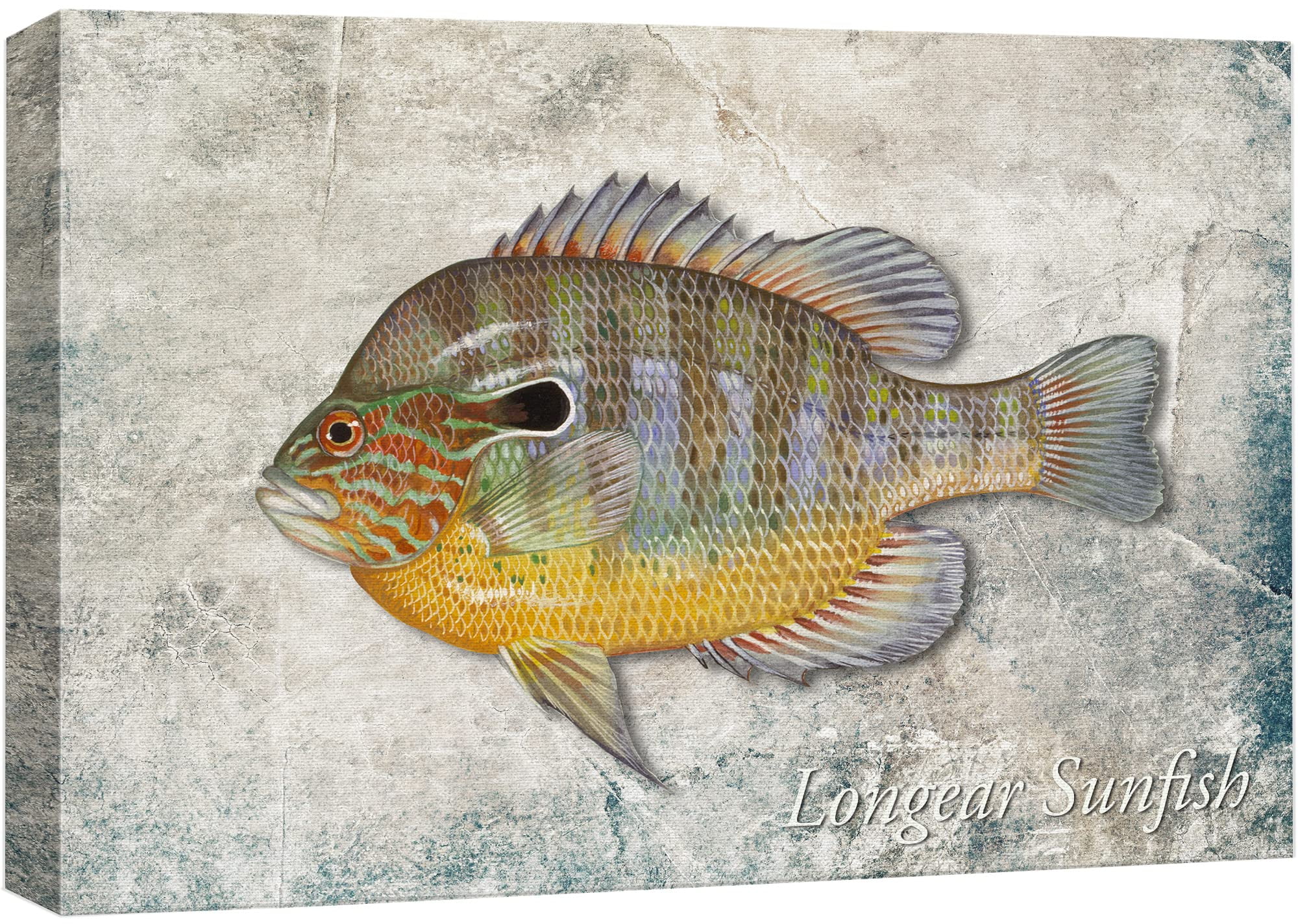 wall26 Framed Canvas Print Wall Art Longear Sunfish on Granite ...