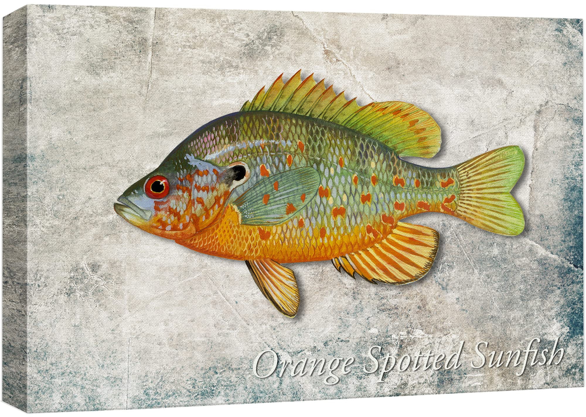 wall26 Framed Canvas Print Wall Art Orange Sunfish on Granite ...