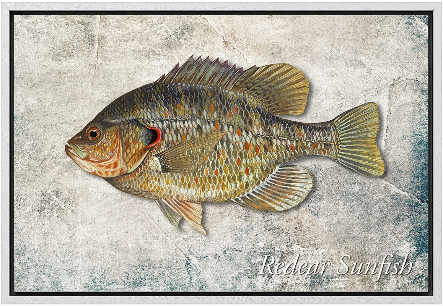 wall26 Framed Canvas Print Wall Art Redear Sunfish on Granite ...