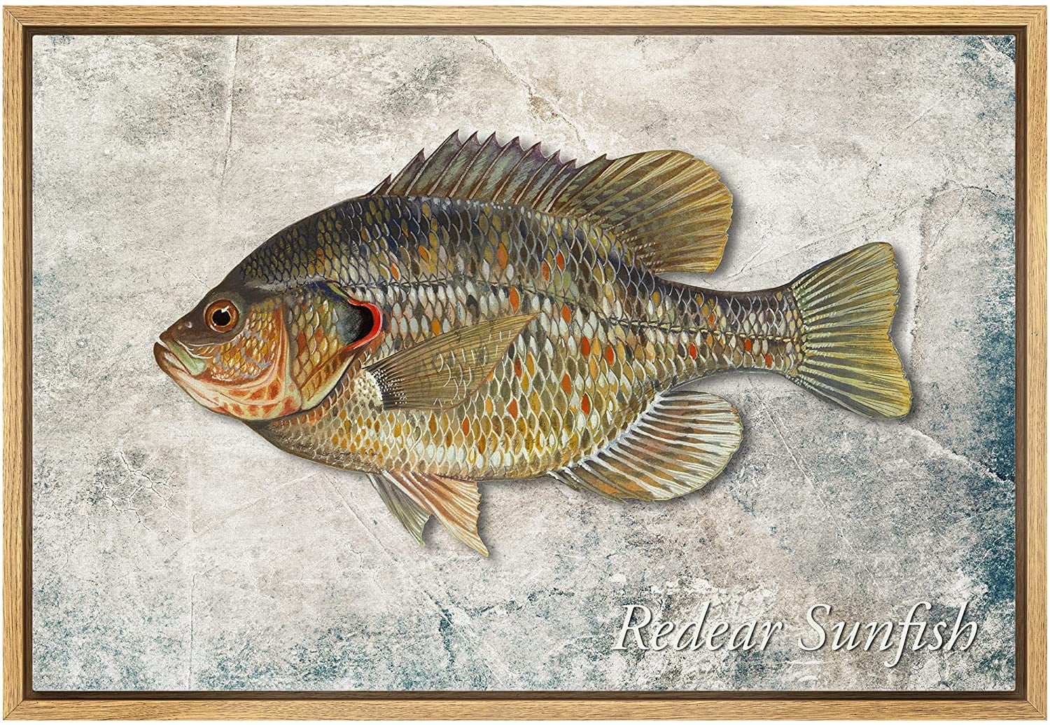 wall26 Framed Canvas Print Wall Art Redear Sunfish on Granite ...