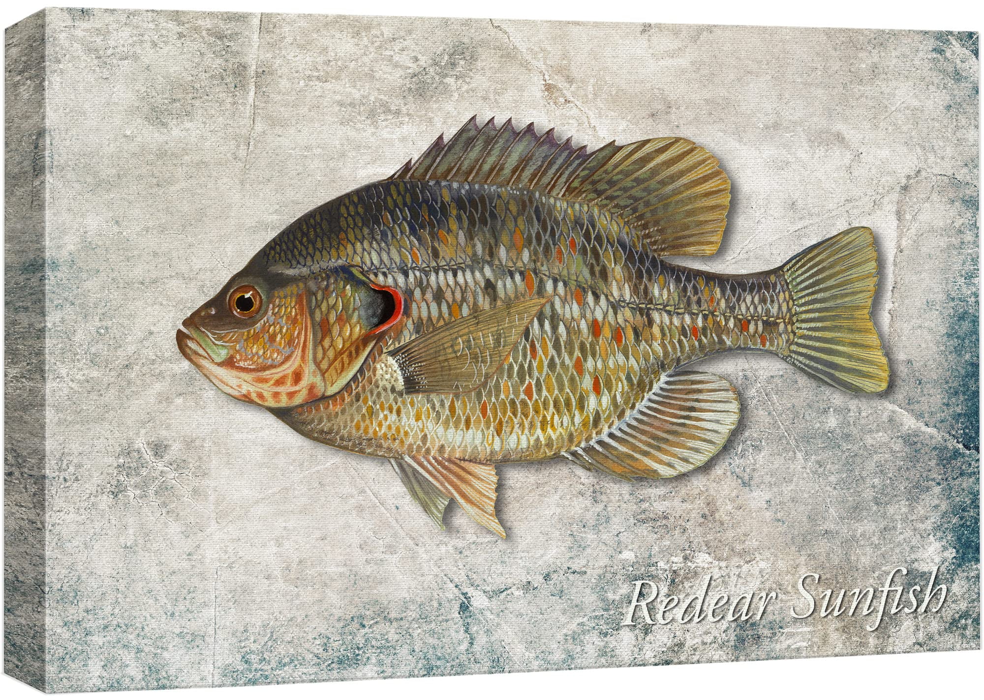 wall26 Framed Canvas Print Wall Art Redear Sunfish on Granite ...