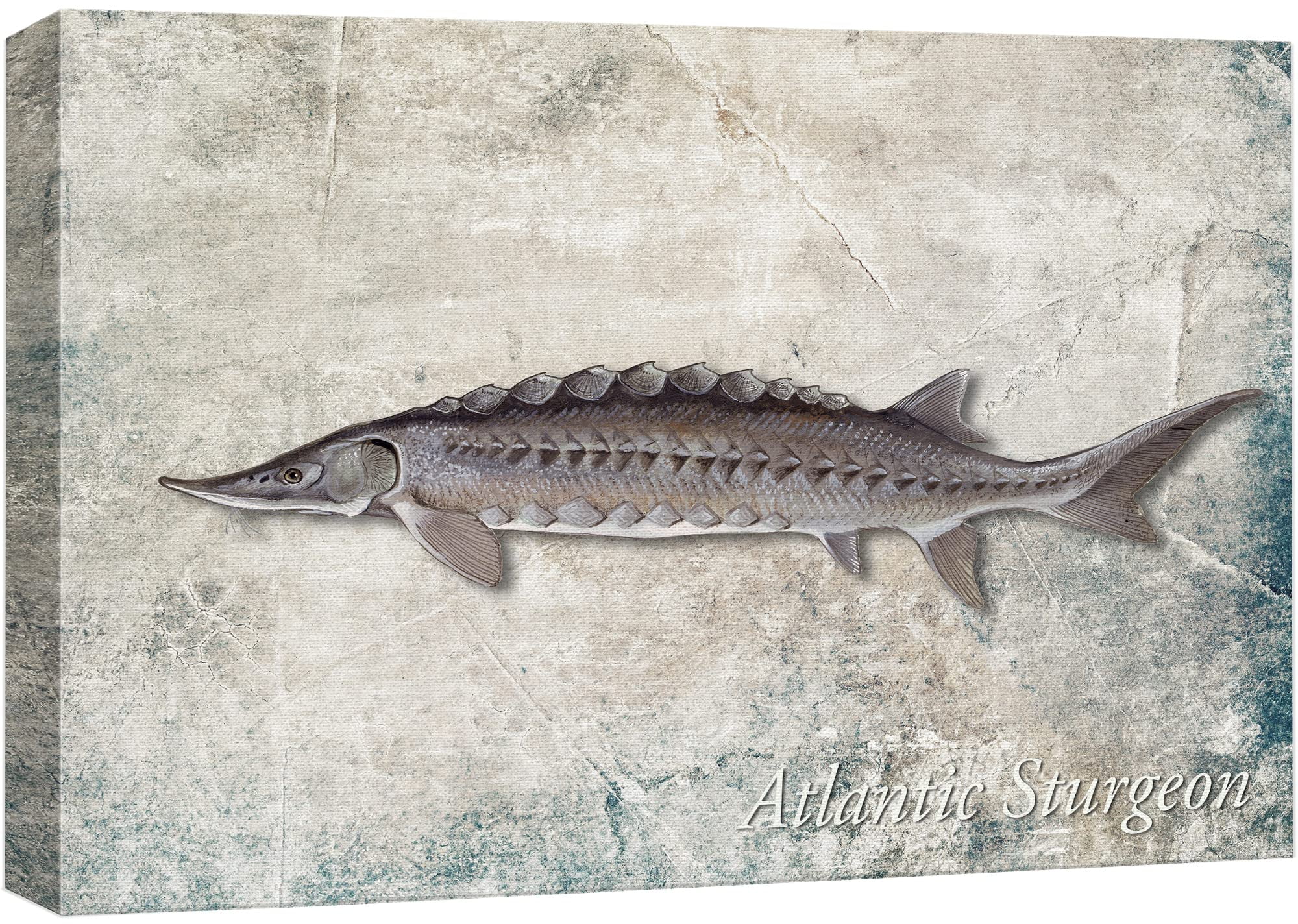 wall26 Framed Canvas Print Wall Art Sturgeon Fish on Granite Background ...