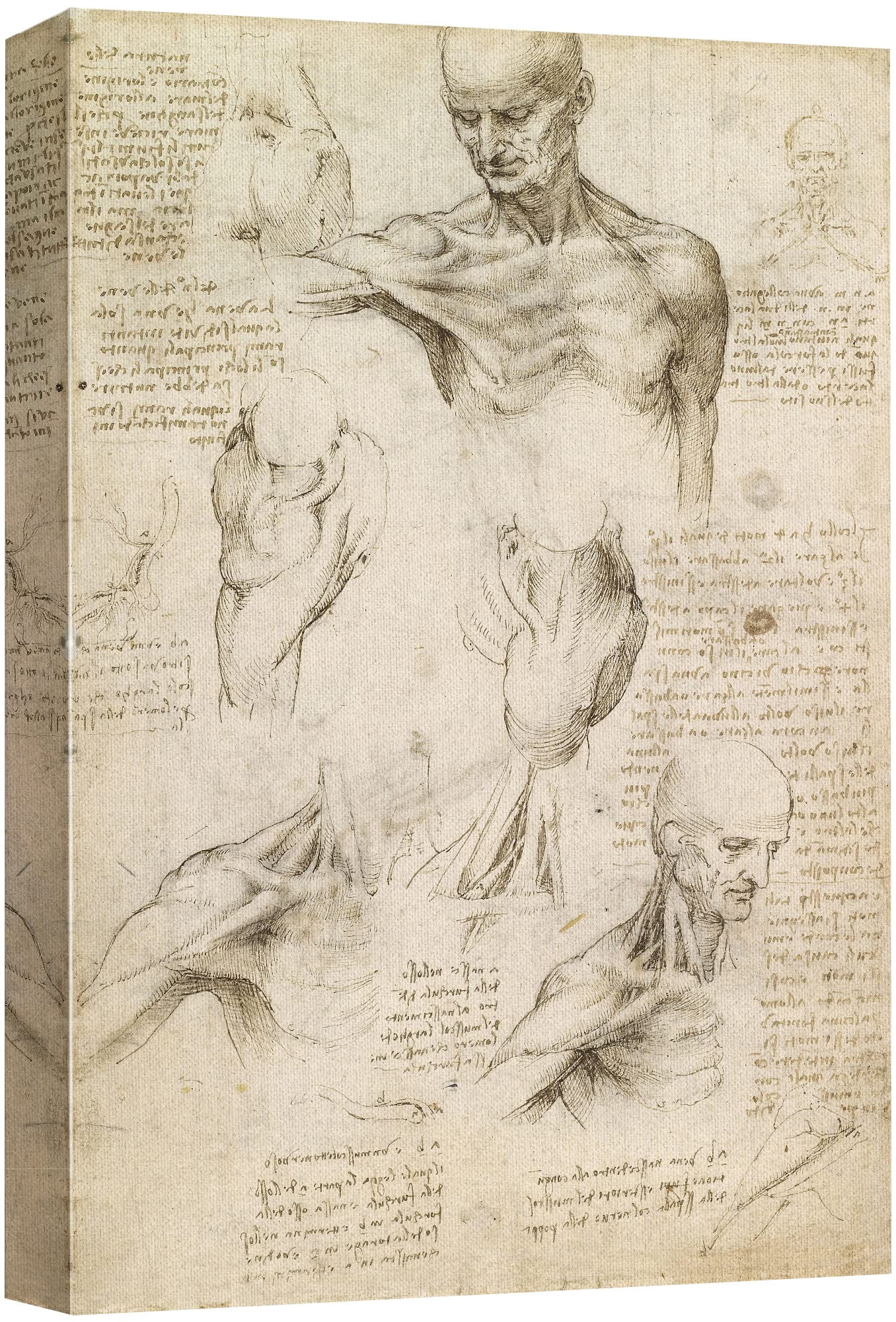 wall26 Framed Canvas Print Wall Art Superficial Anatomy by Leonardo da ...