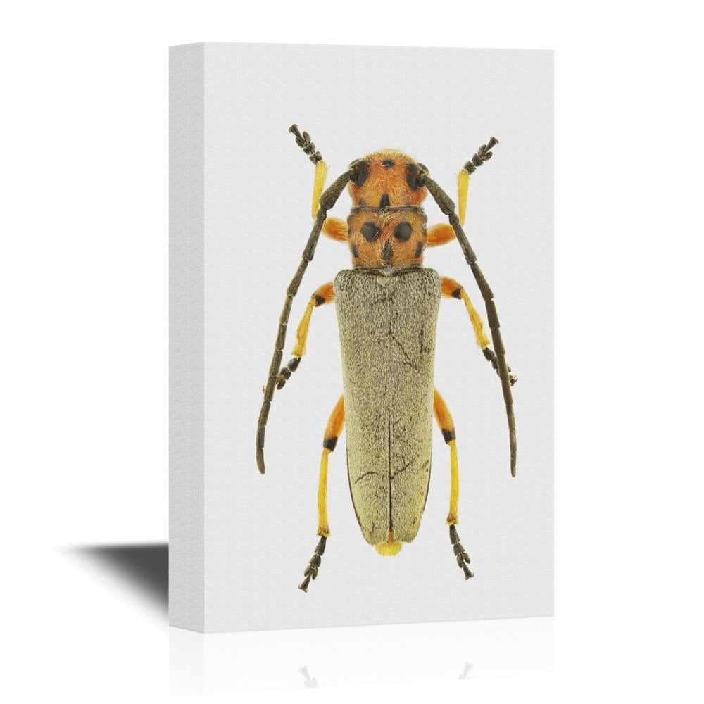 wall26 - Insects Artwork Series Canvas Wall Art - A Musaria Argus ...