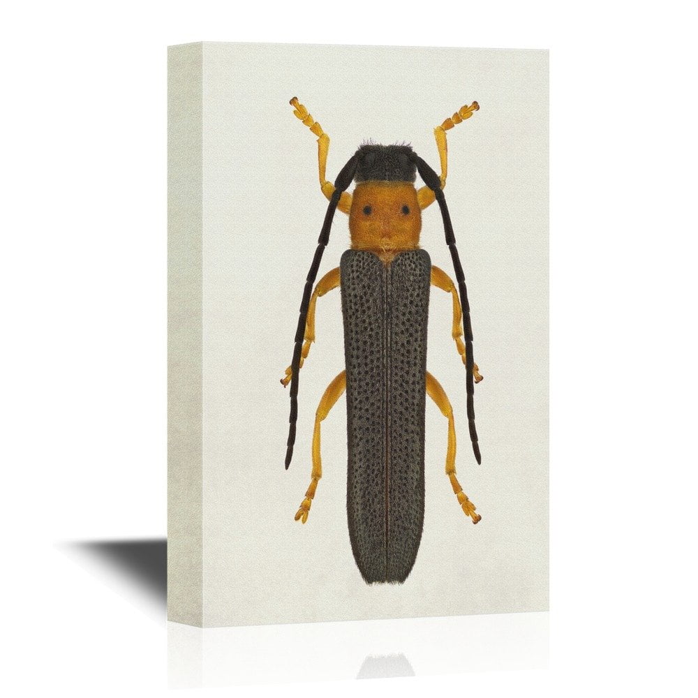 wall26 - Insects Artwork Series Canvas Wall Art - an Oberea Oculata ...