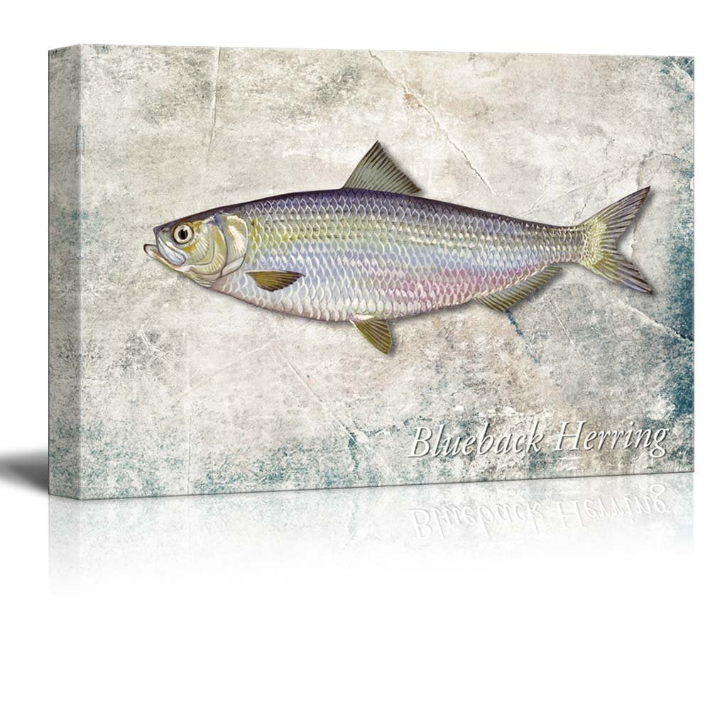 wall26 - Multicolor Blueback Herring Fish Illustration on a Textured ...
