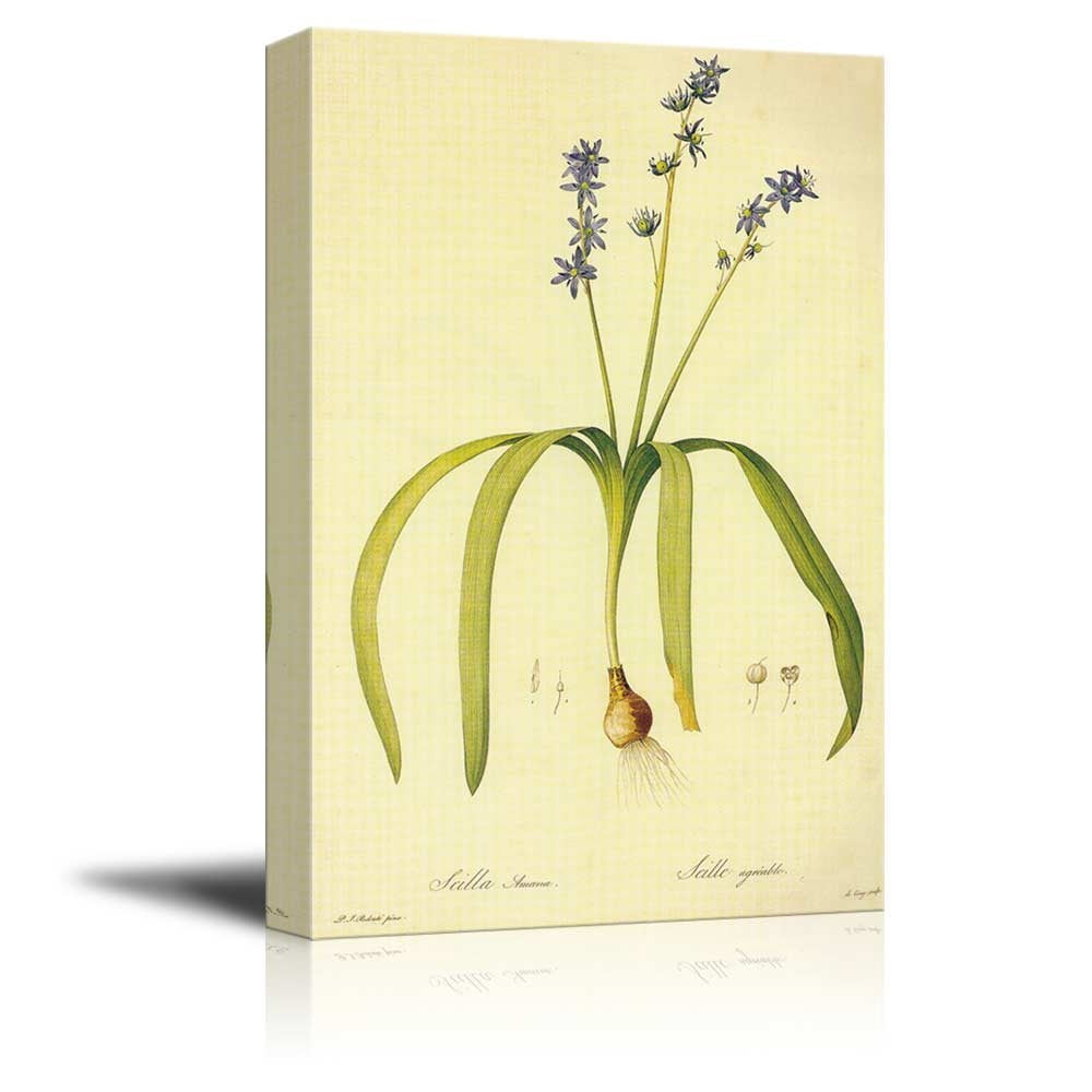 wall26 - Scientific Illustration of a Flower - Scilla Amoena by Pierre ...